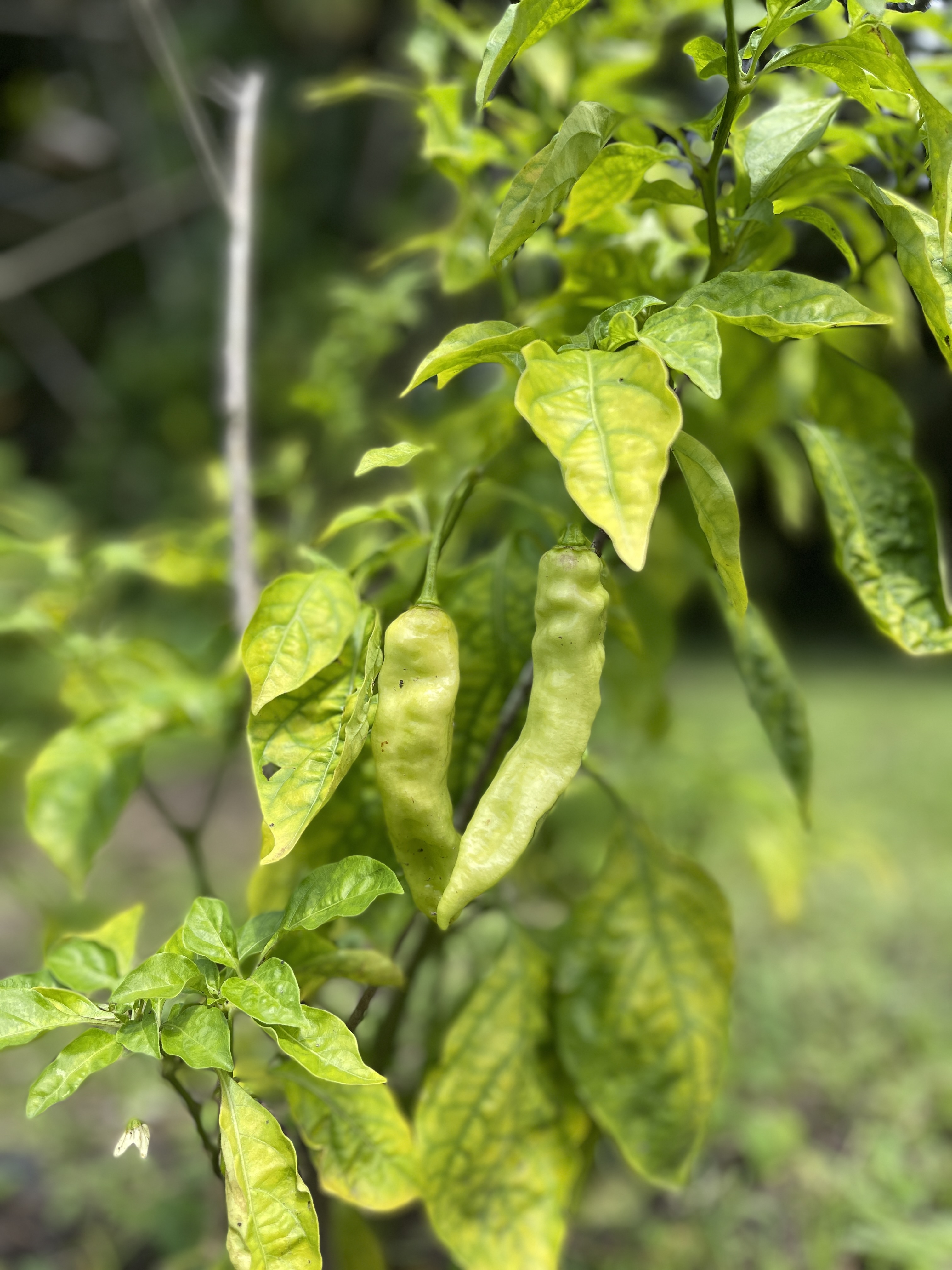 Suriname souvenirs you didn’t know you needed – Saïrah To Adventure